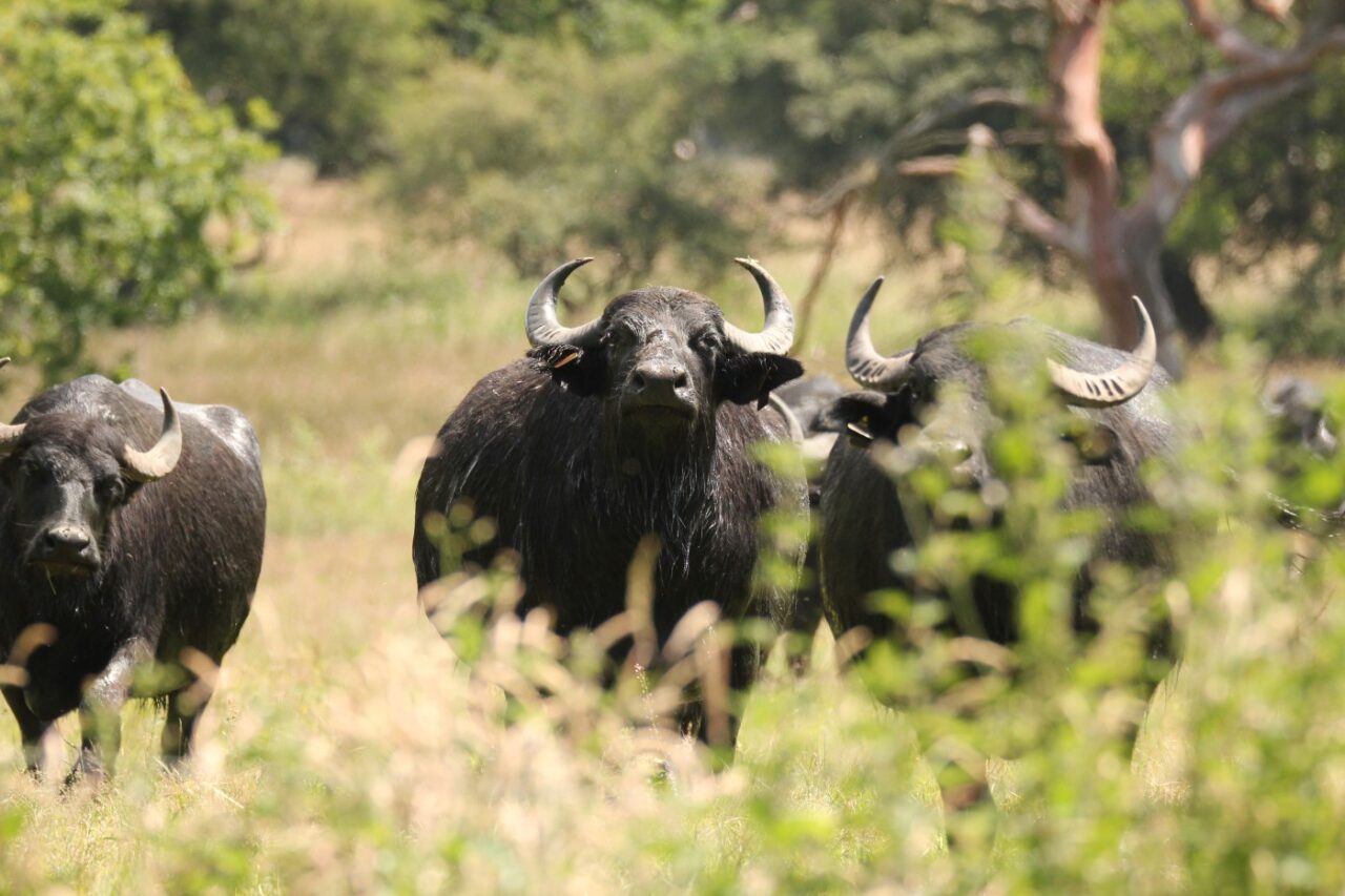 Domestic Water Buffalo - Watatunga | Holidays In Norfolk