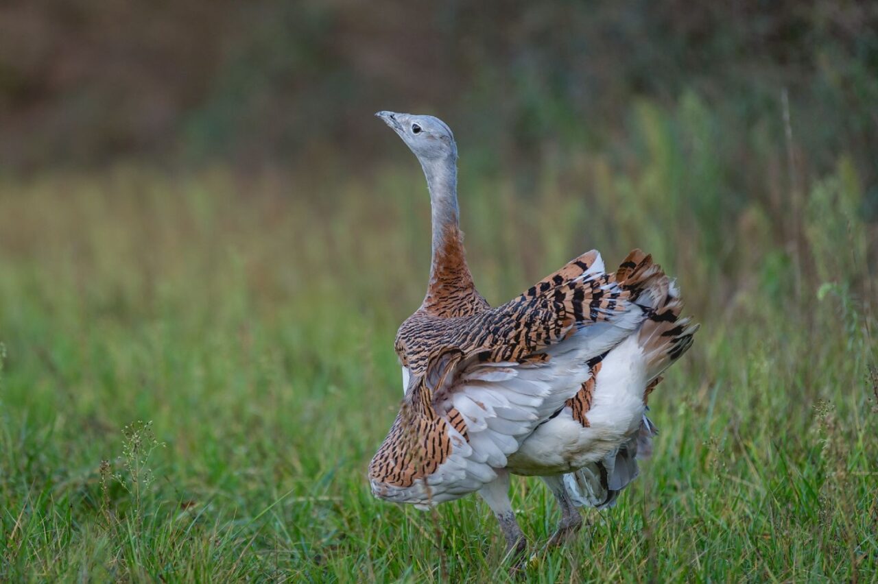 Great Bustard - Watatunga | Holidays In Norfolk