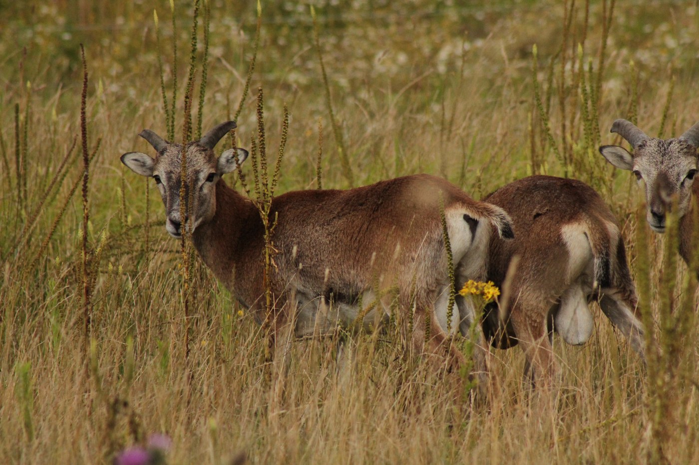 Mouflon - Watatunga | Holidays In Norfolk