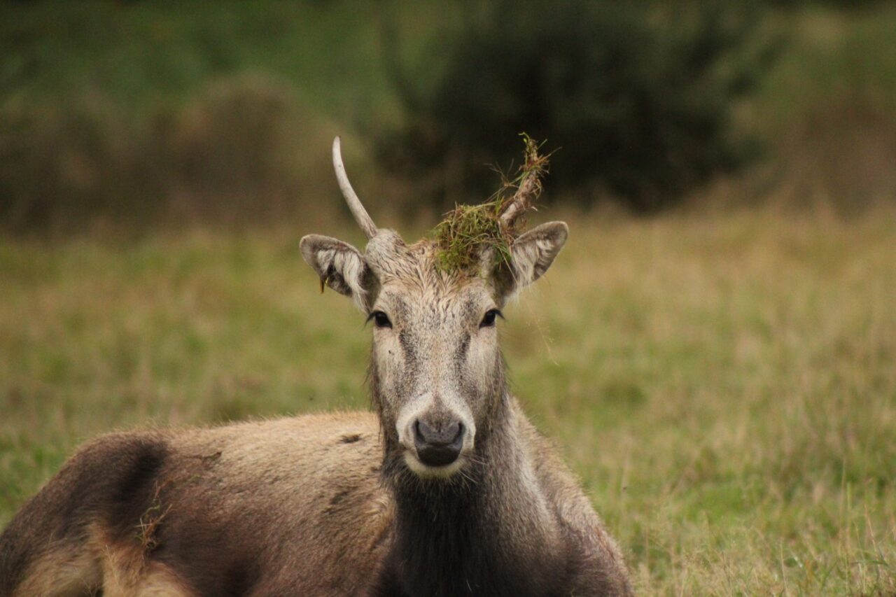 Père David's Deer - Watatunga | Holidays In Norfolk