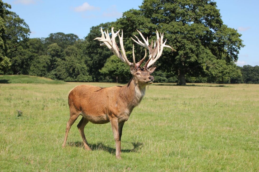 Red Deer - Watatunga | Holidays In Norfolk