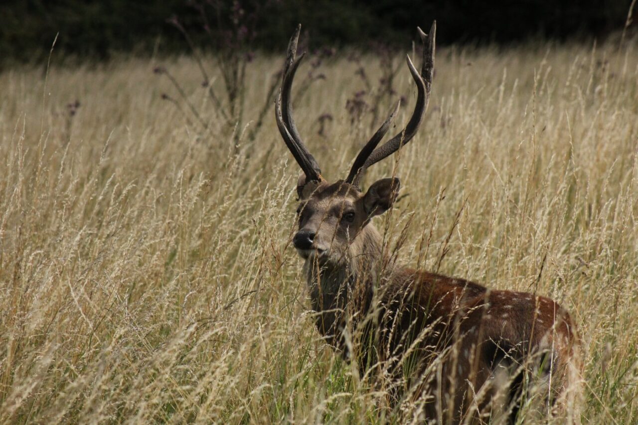 Vietnamese Sika Deer - Watatunga | Holidays In Norfolk