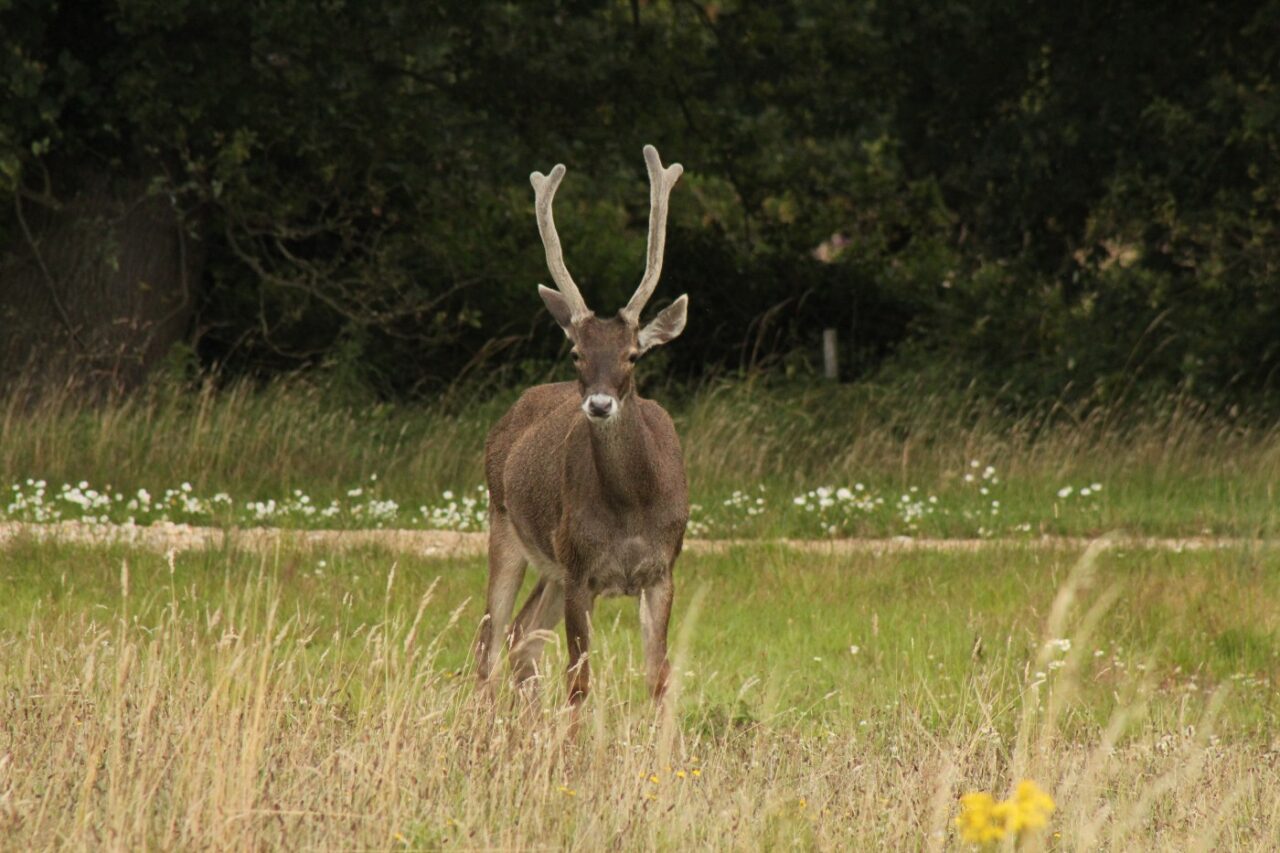 White Lipped Deer - Watatunga | Holidays In Norfolk