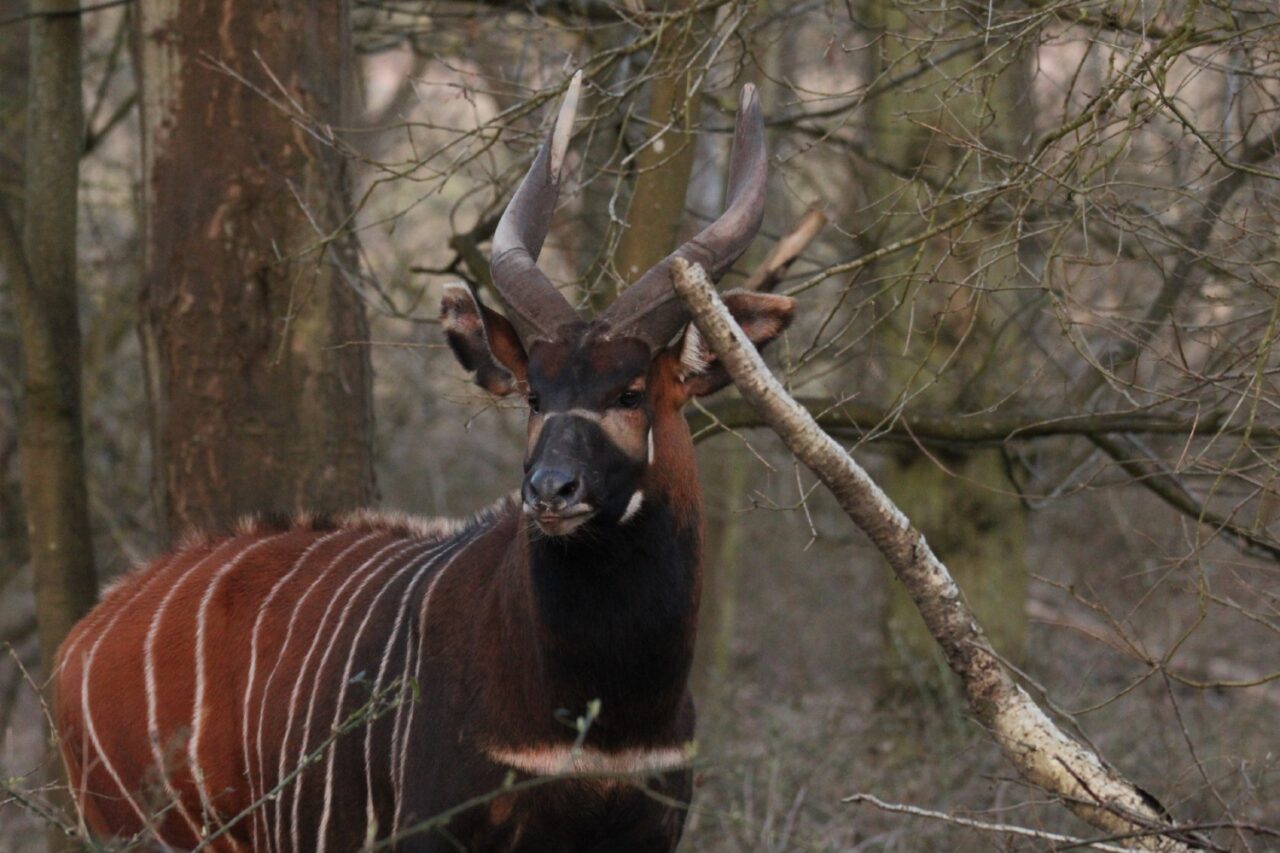 Bongo - Watatunga | Holidays In Norfolk