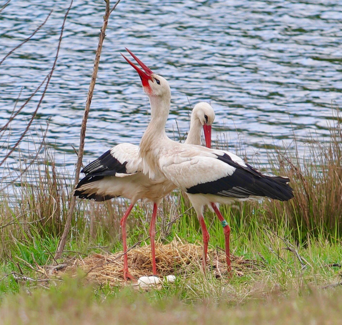 Expecting A Delivery. - Watatunga | Holidays In Norfolk