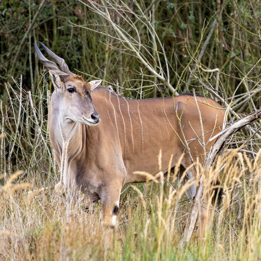 Eland Ahoy! - Watatunga | Holidays In Norfolk