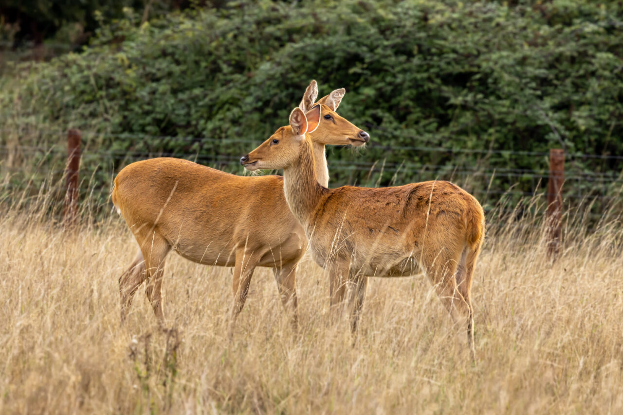 Policies - Watatunga | Holidays In Norfolk