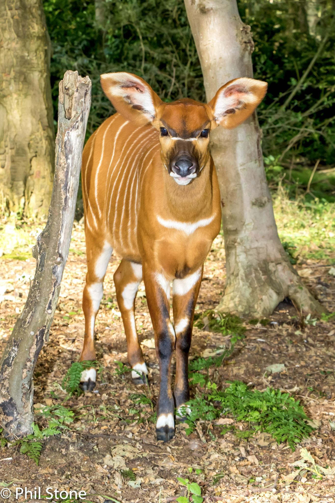 Mountain Bongo Friends - Watatunga | Holidays In Norfolk