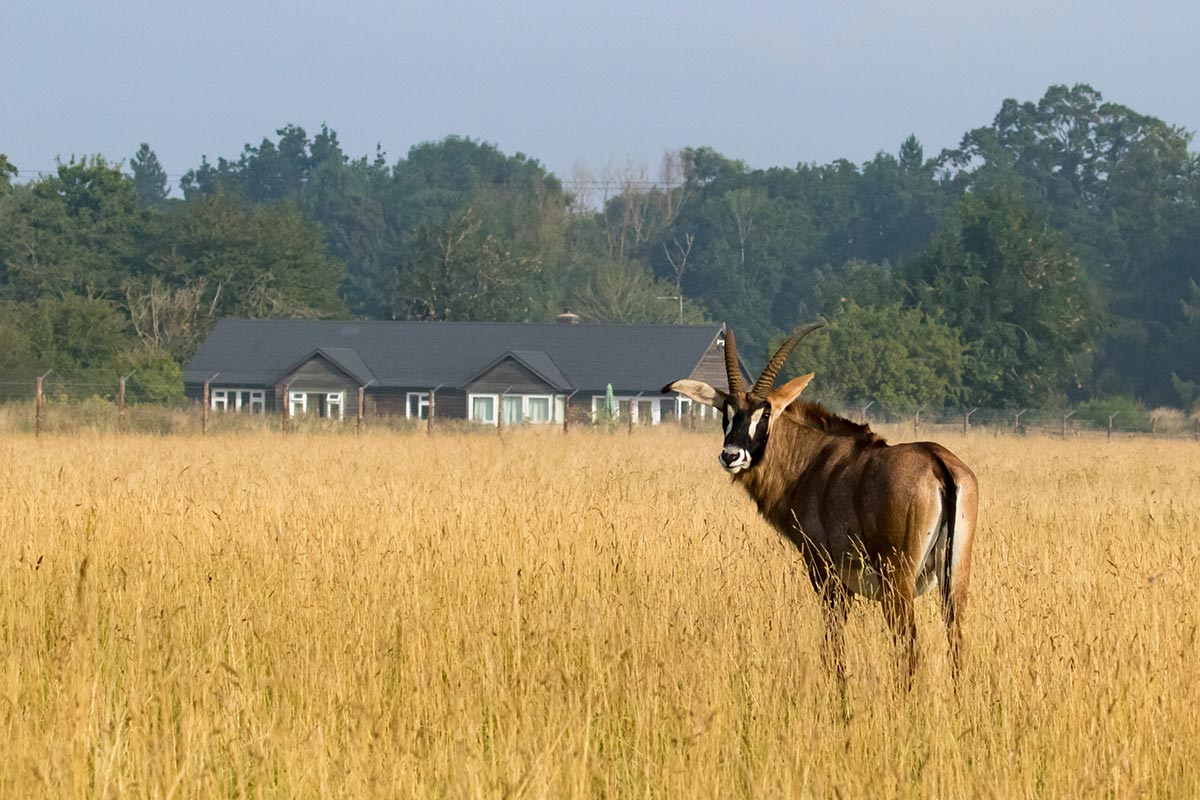 Safari Stays - Watatunga | Holidays In Norfolk