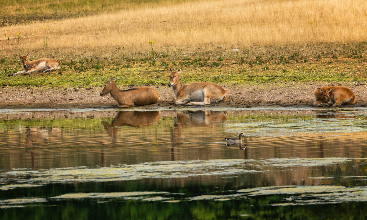 A Workshop Filled With Wildlife And Wonder - Watatunga | Holidays In ...