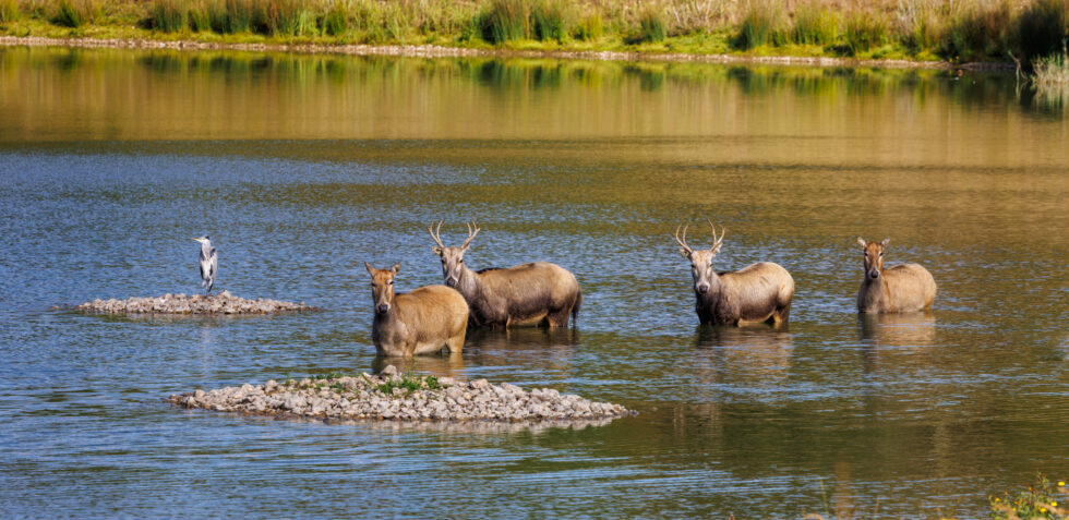 Watatunga: Proactive, Pleasantly Unconventional And Progressive ...