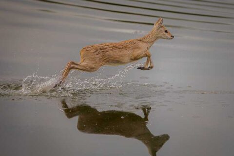Meet The Animals - Watatunga | Holidays In Norfolk