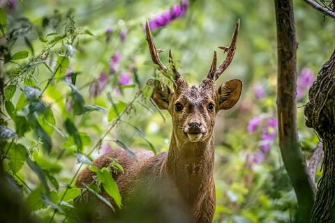 Meet The Animals - Watatunga | Holidays In Norfolk