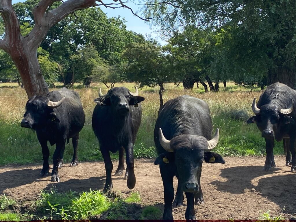 How Water Buffalo Conservation Enhances Biodiversity And Ecosystems ...