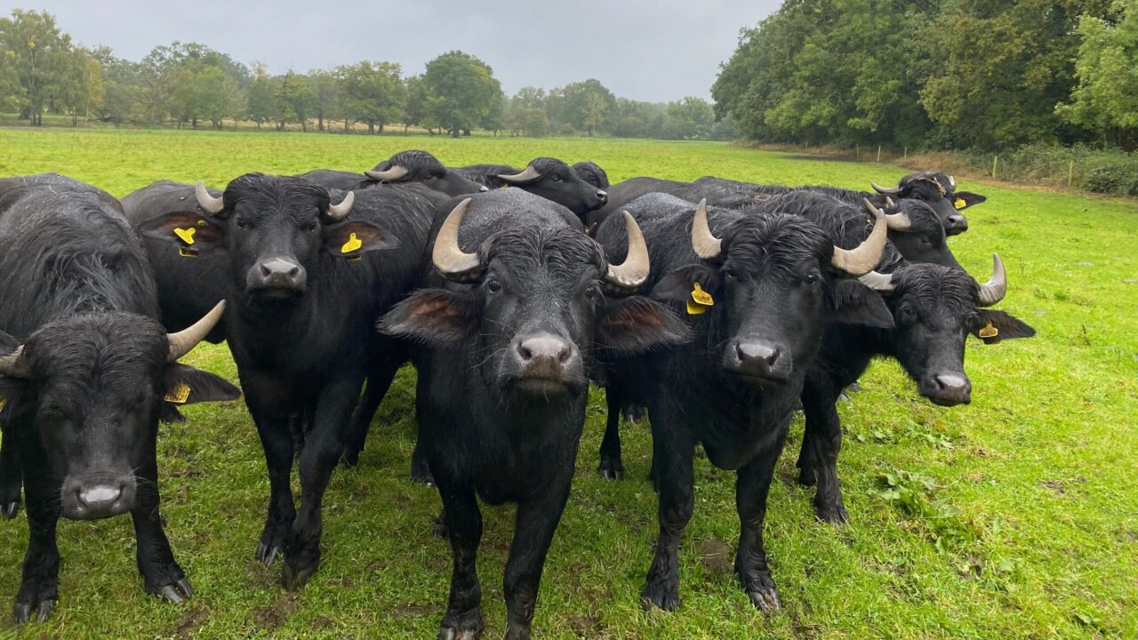 How Water Buffalo Conservation Enhances Biodiversity And Ecosystems ...
